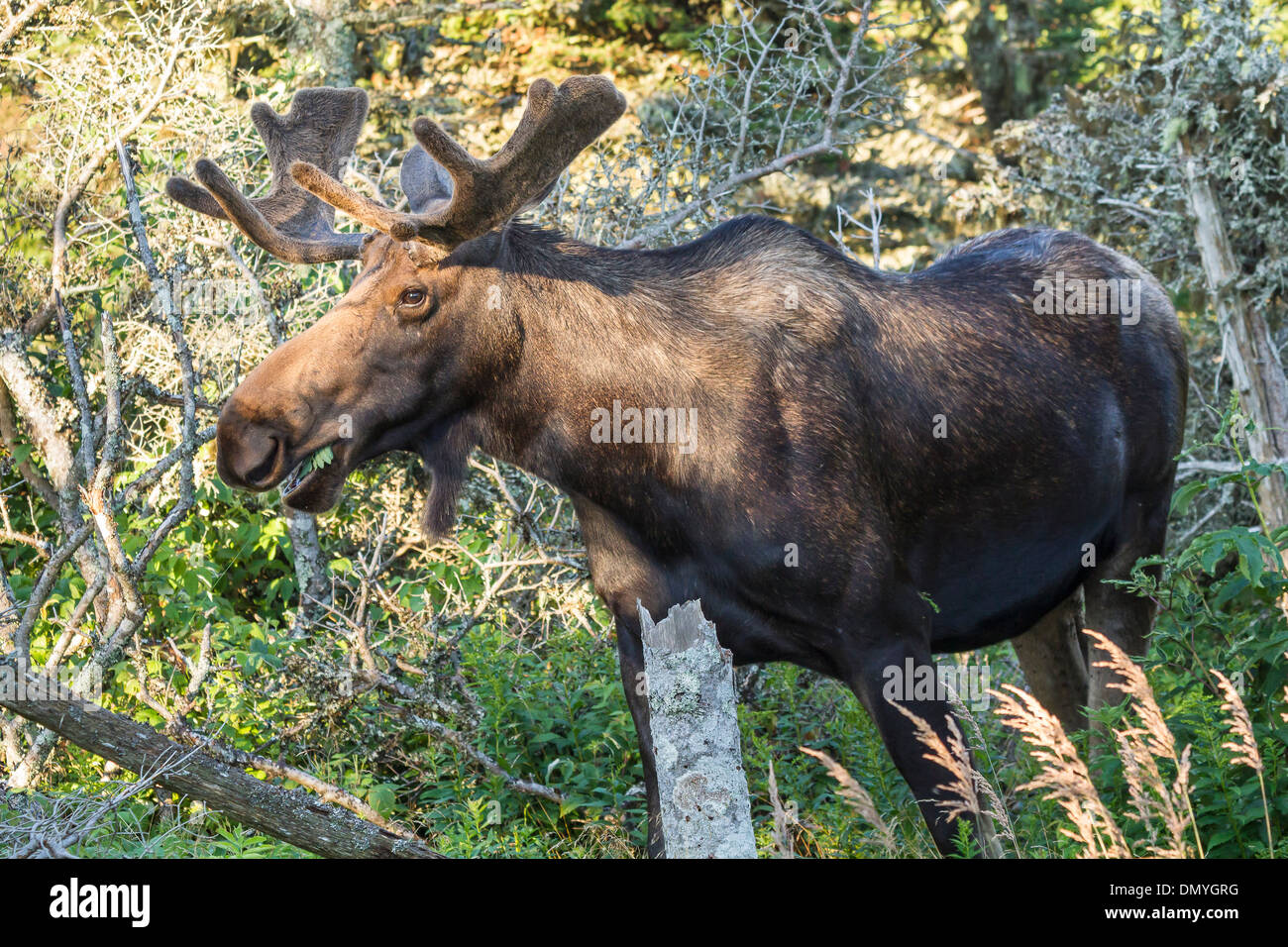 Moose eating leaves hi-res stock photography and images - Alamy