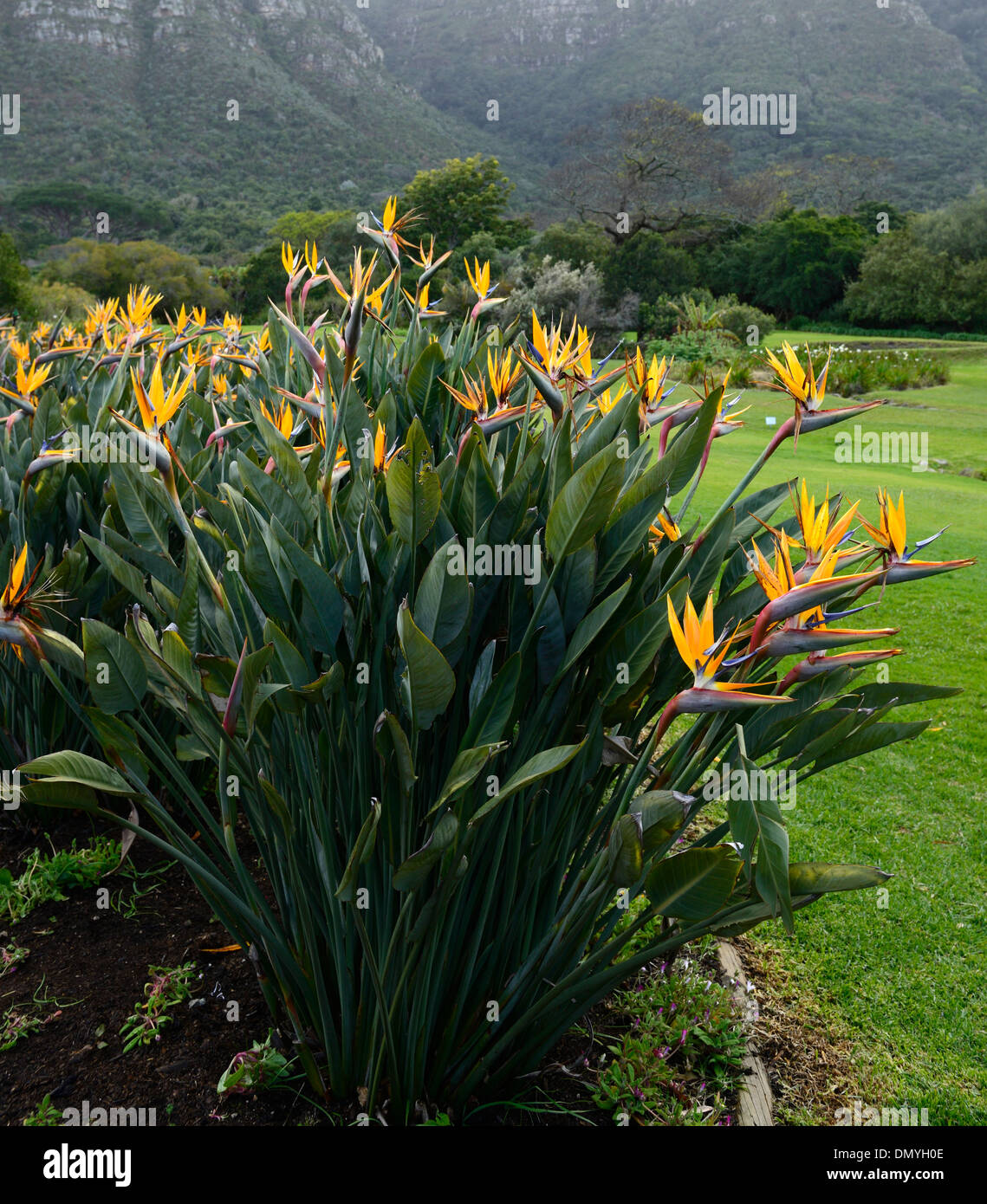 strelitzia reginae kirstenbosch gold syn mandelas gold yellow blue ...