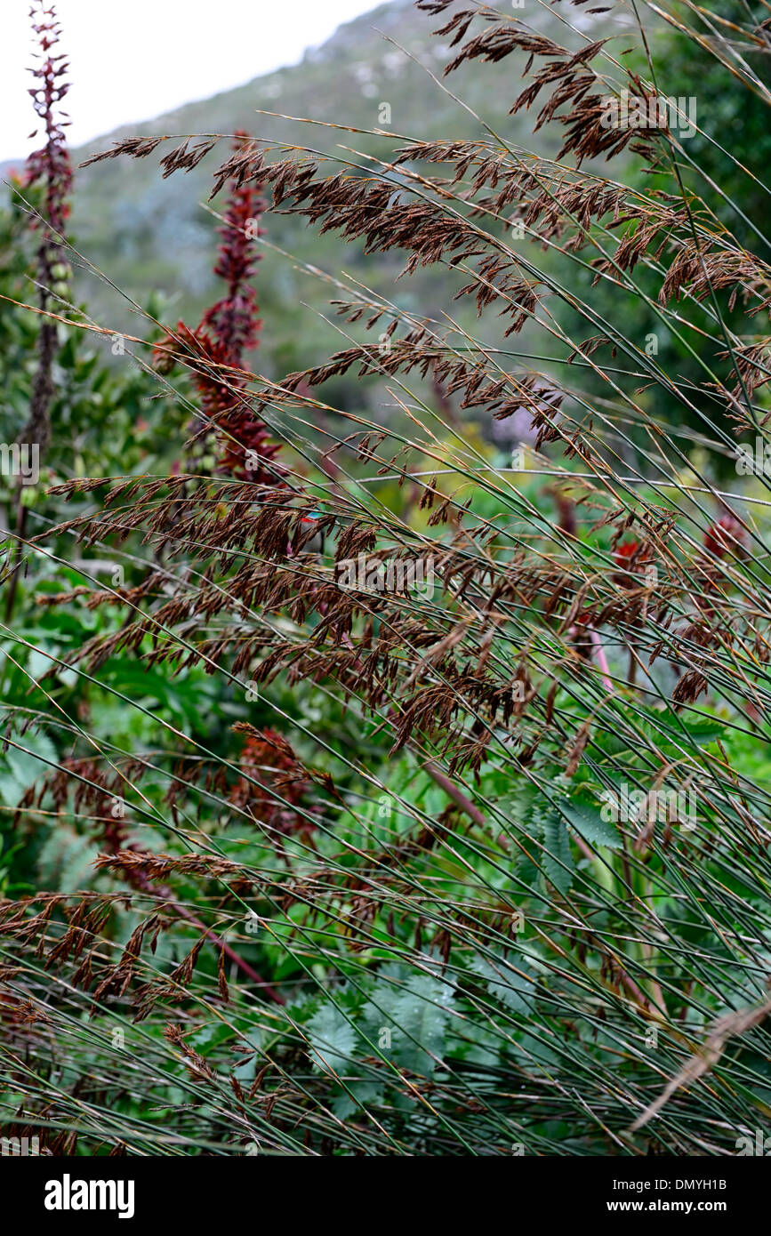 thamnochortus insignis ornamental grasses restio bronze seedheads grass ...