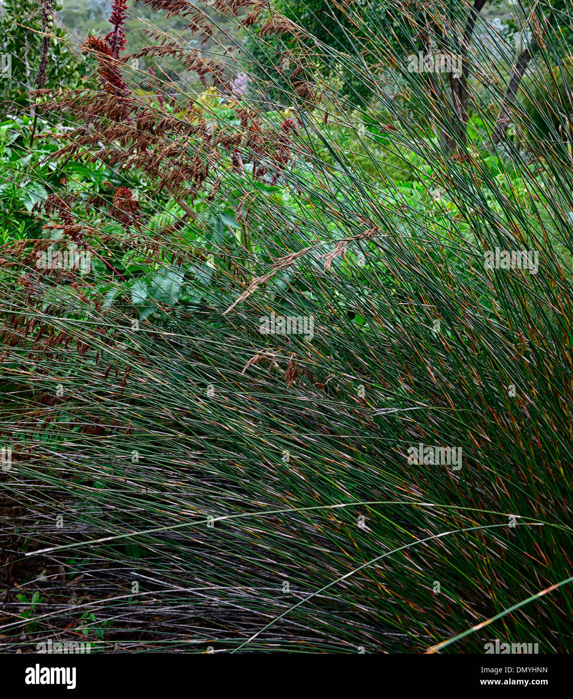 Restio grass hi-res stock photography and images - Alamy