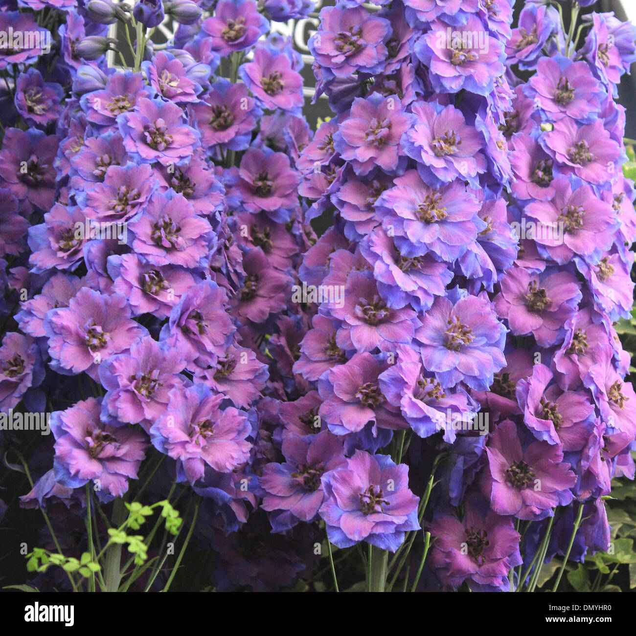 Bunch flowers hi-res stock photography and images - Alamy