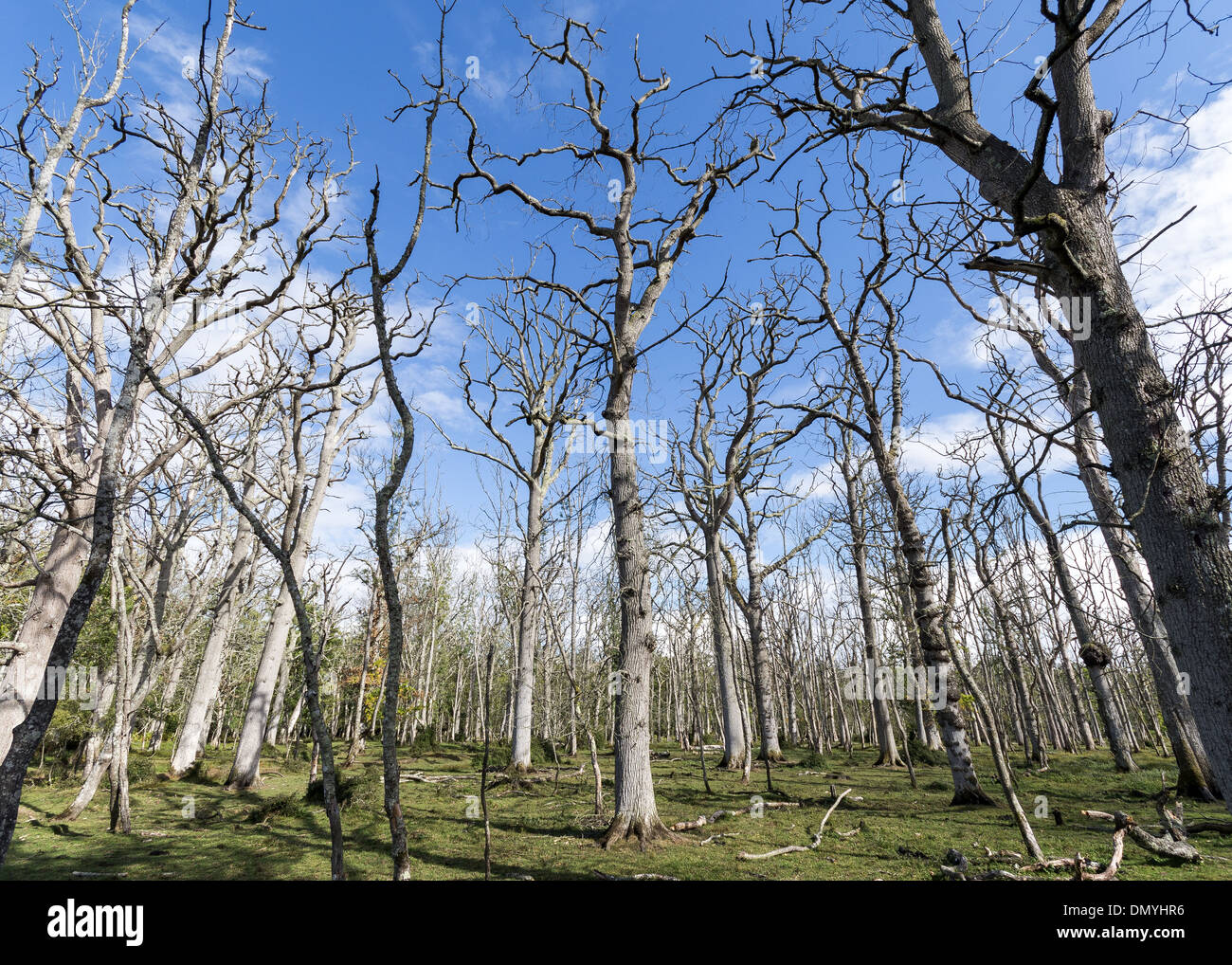 Deadwood trees in the New Forest which play a key role in the ...