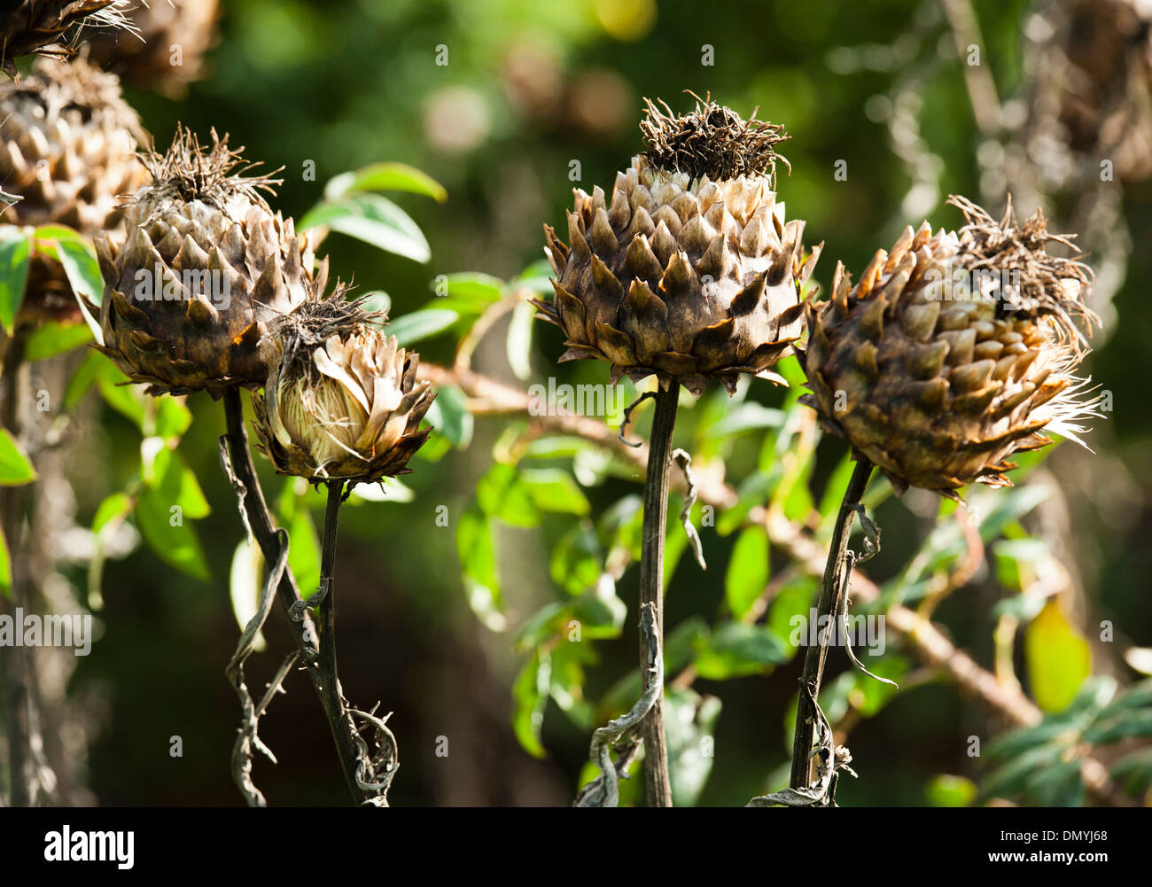 three large spiky seed heads Stock Photo - Alamy