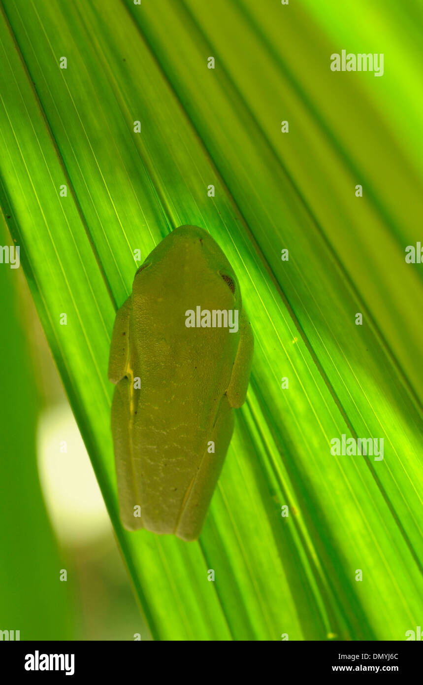Frog feet hi-res stock photography and images - Alamy