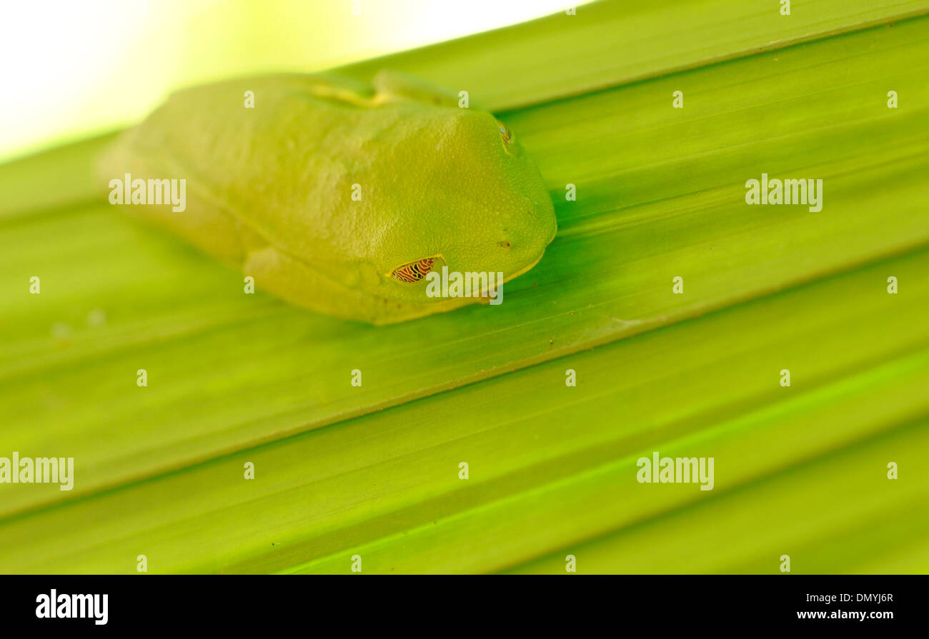 Frog feet hi-res stock photography and images - Alamy