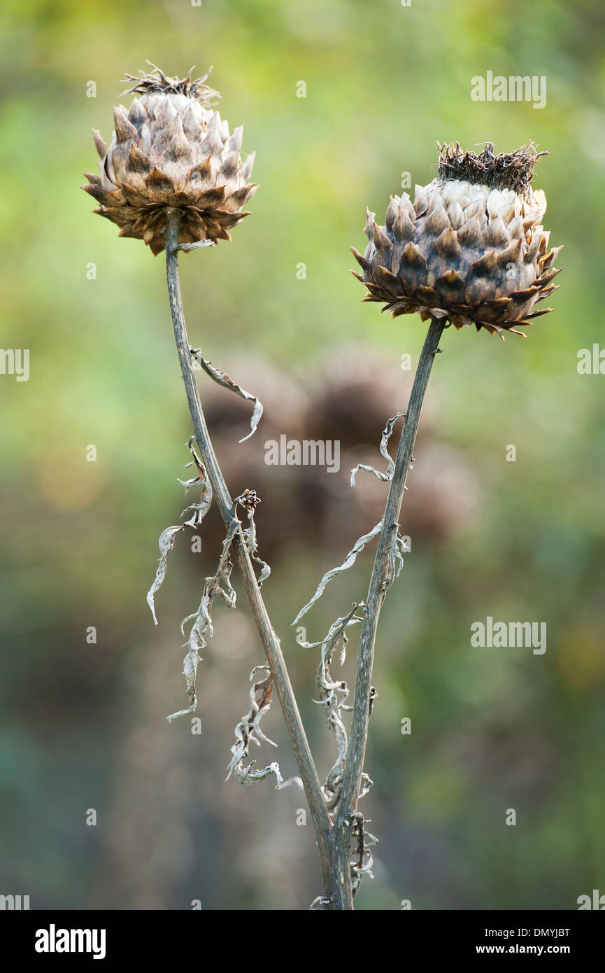 two cynara cardunculus seed heads Stock Photo - Alamy
