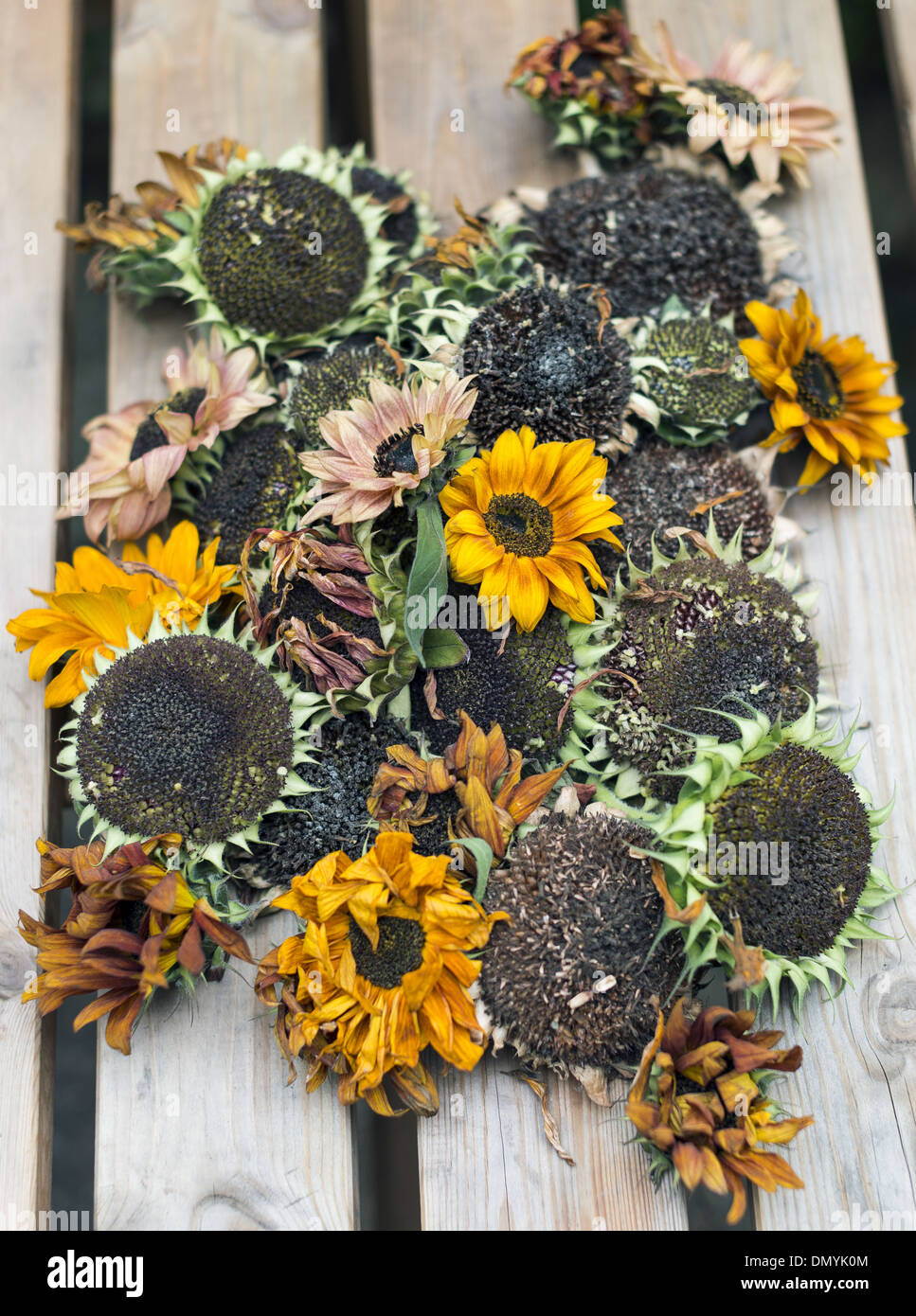 Drying Sunflower Heads