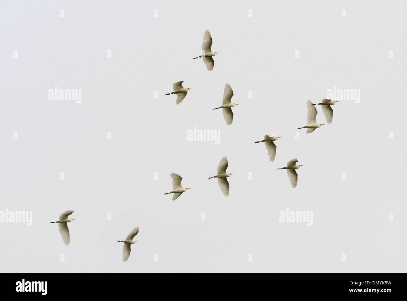 A flock of Great Egrets (Ardea alba) in flight. La Fortuna de San ...