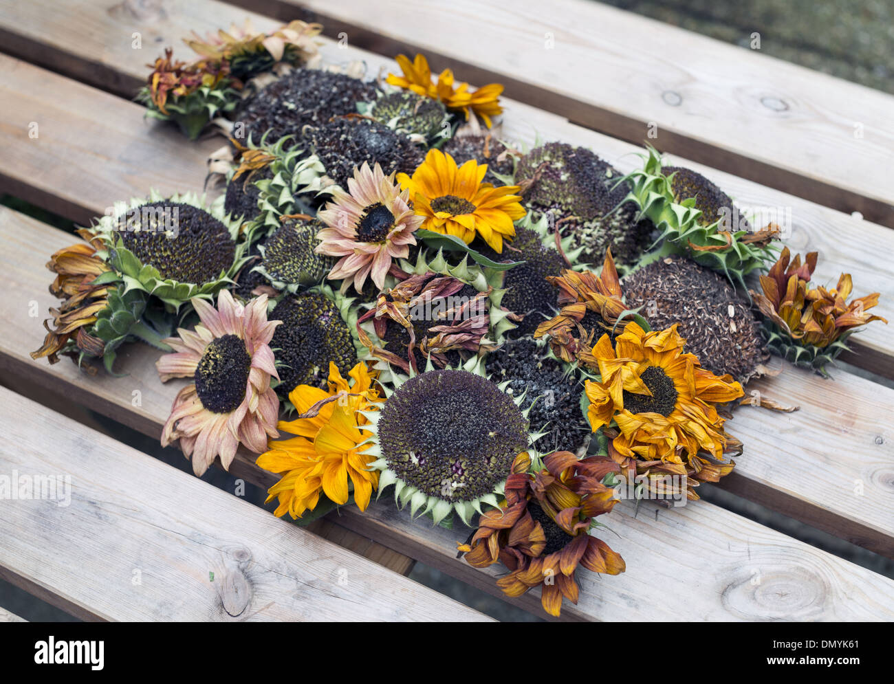 A variety of harvested sunflower heads drying out on wooden garden ...