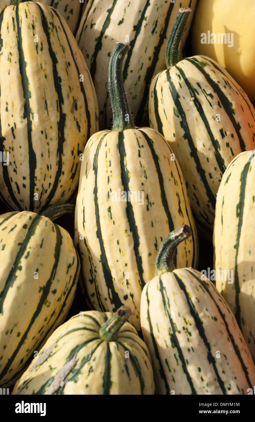 Pumpkins in sun hi-res stock photography and images - Alamy