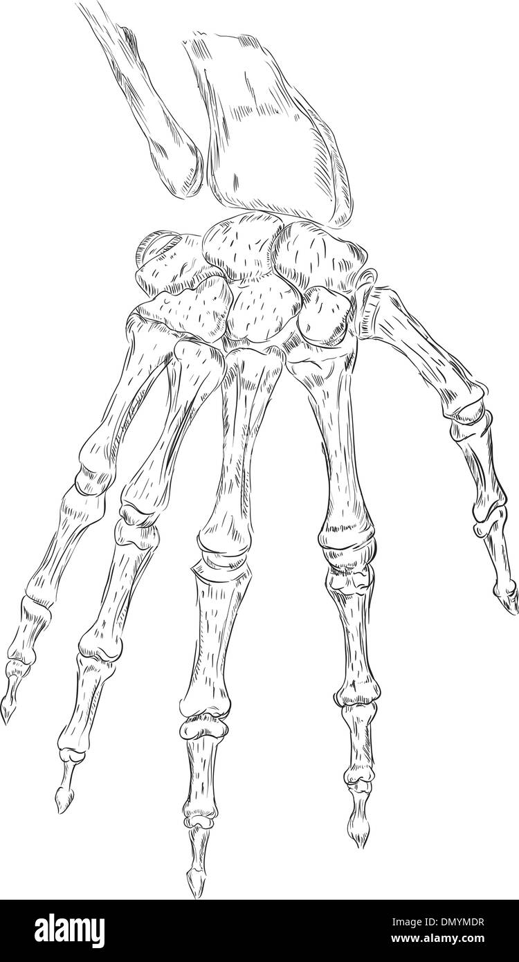 Hand phalanx Stock Vector Images - Alamy