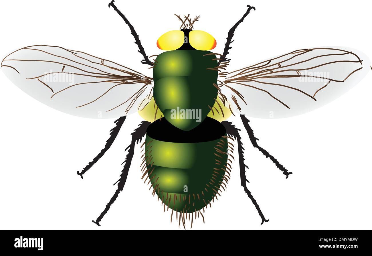Green Fly Stock Photos & Green Fly Stock Images - Alamy