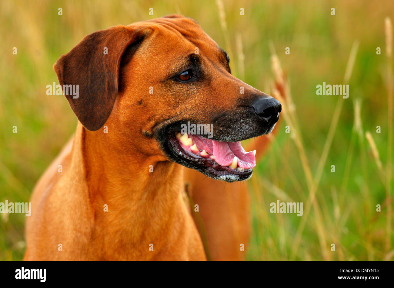 Rhodesian ridgeback teeth hi-res stock photography and images - Alamy