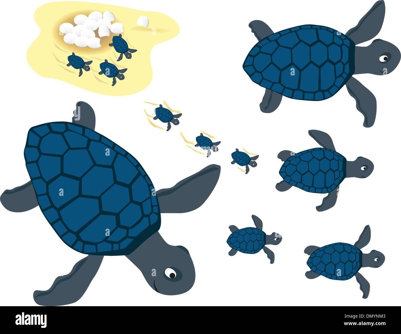 Reptiles turtles Stock Vector Images - Alamy