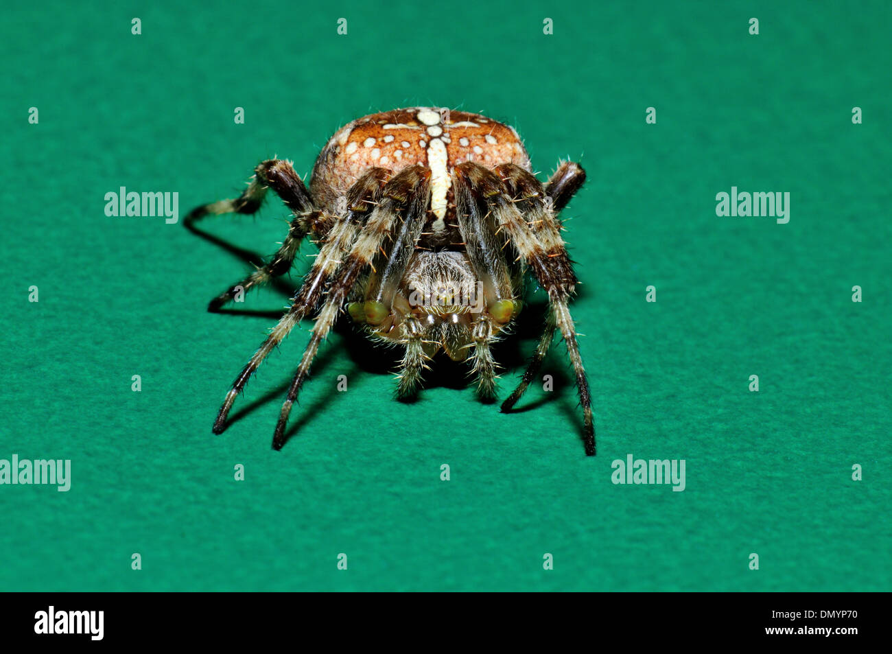 Fat spider hi-res stock photography and images - Alamy