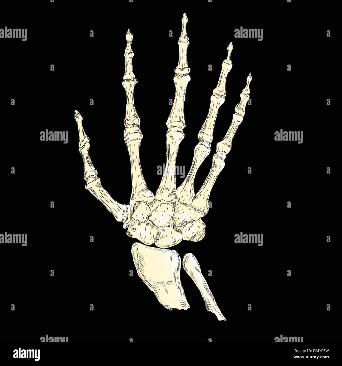 Human hand human body part Stock Vector Images - Alamy