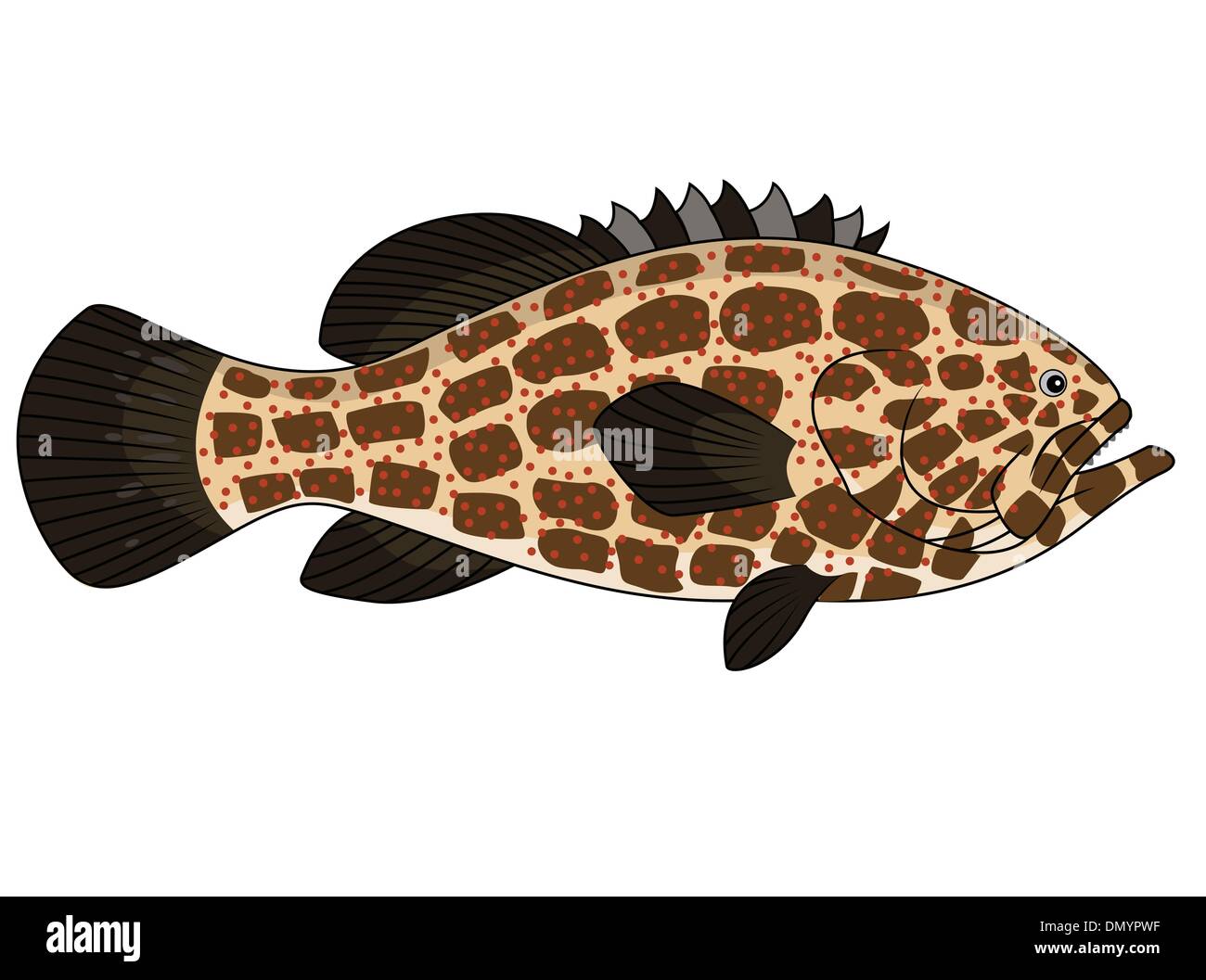 Spotted grouper fish Stock Vector Images - Alamy