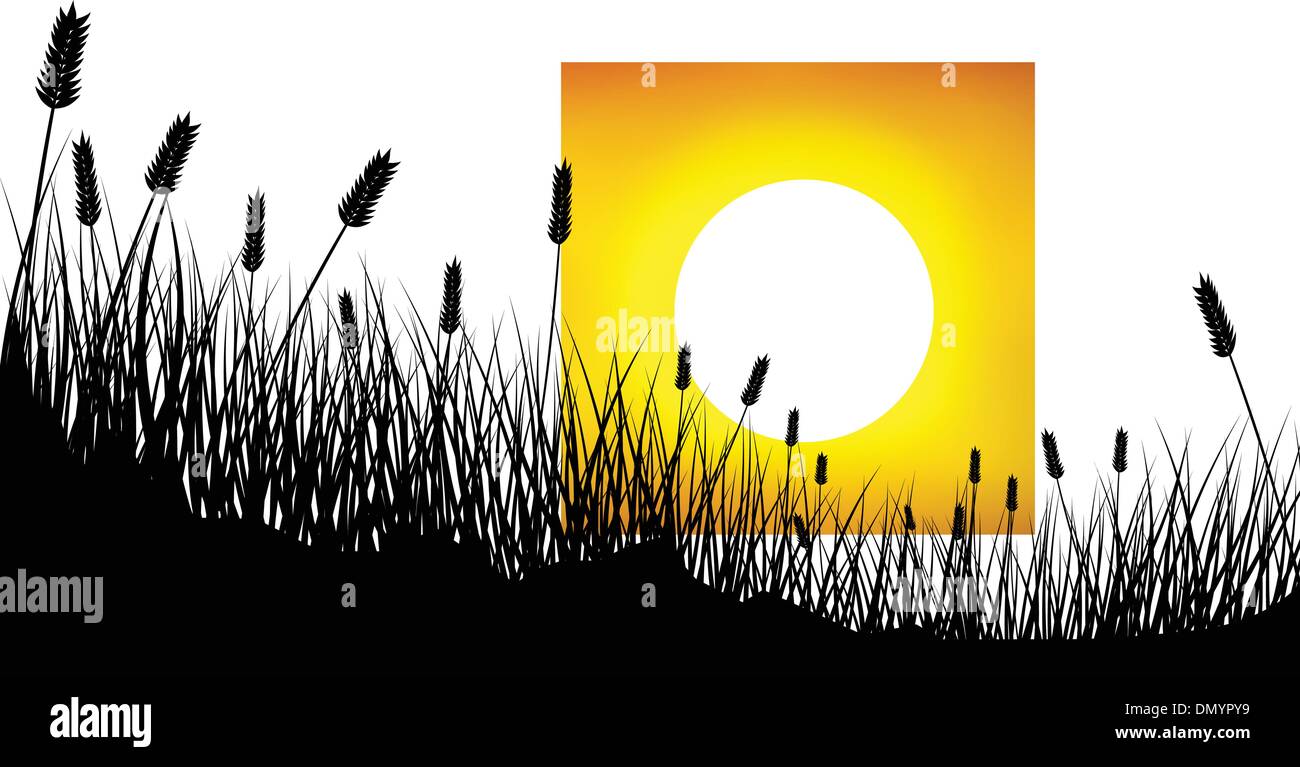 Wheat grass background Stock Vector Image & Art - Alamy