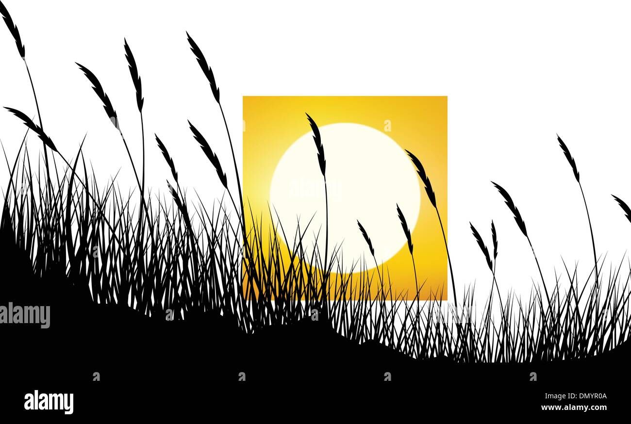 Wheat grass background Stock Vector Image & Art - Alamy