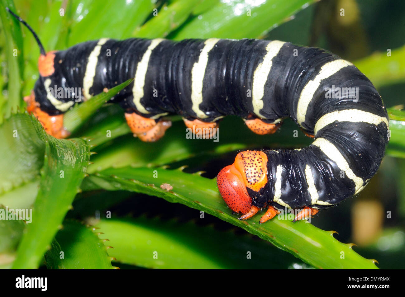 The six-inch (15cm) larva, caterpillar, of the tetrio sphinx moth ...