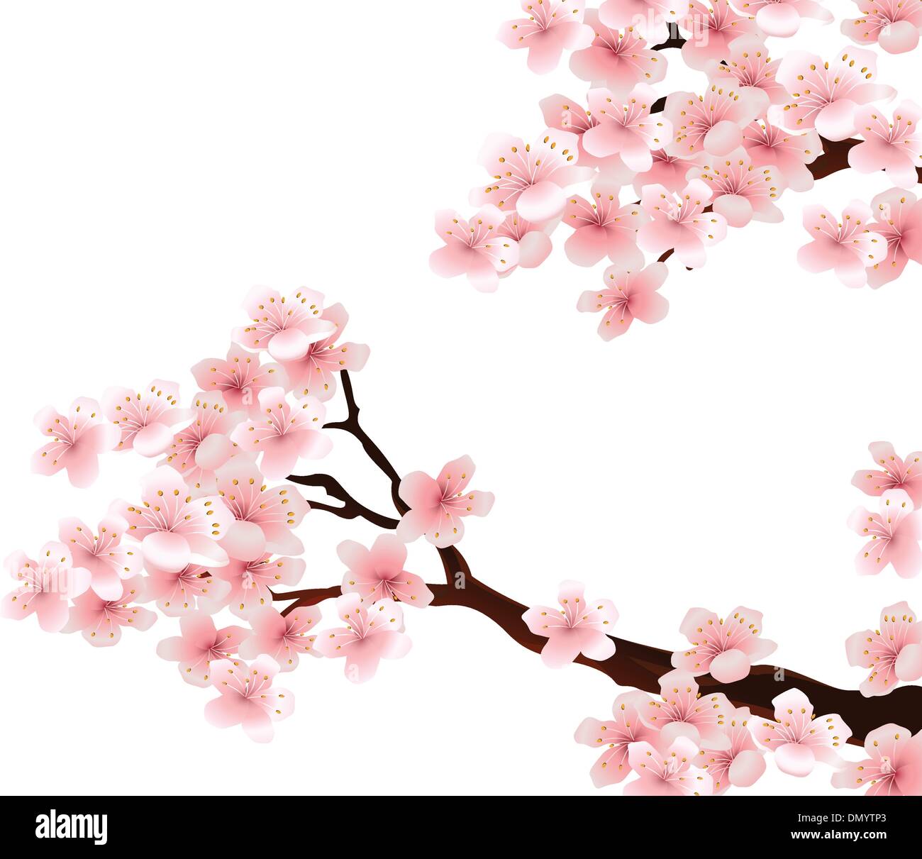 Detail closeup bloom blossom Stock Vector Images - Alamy