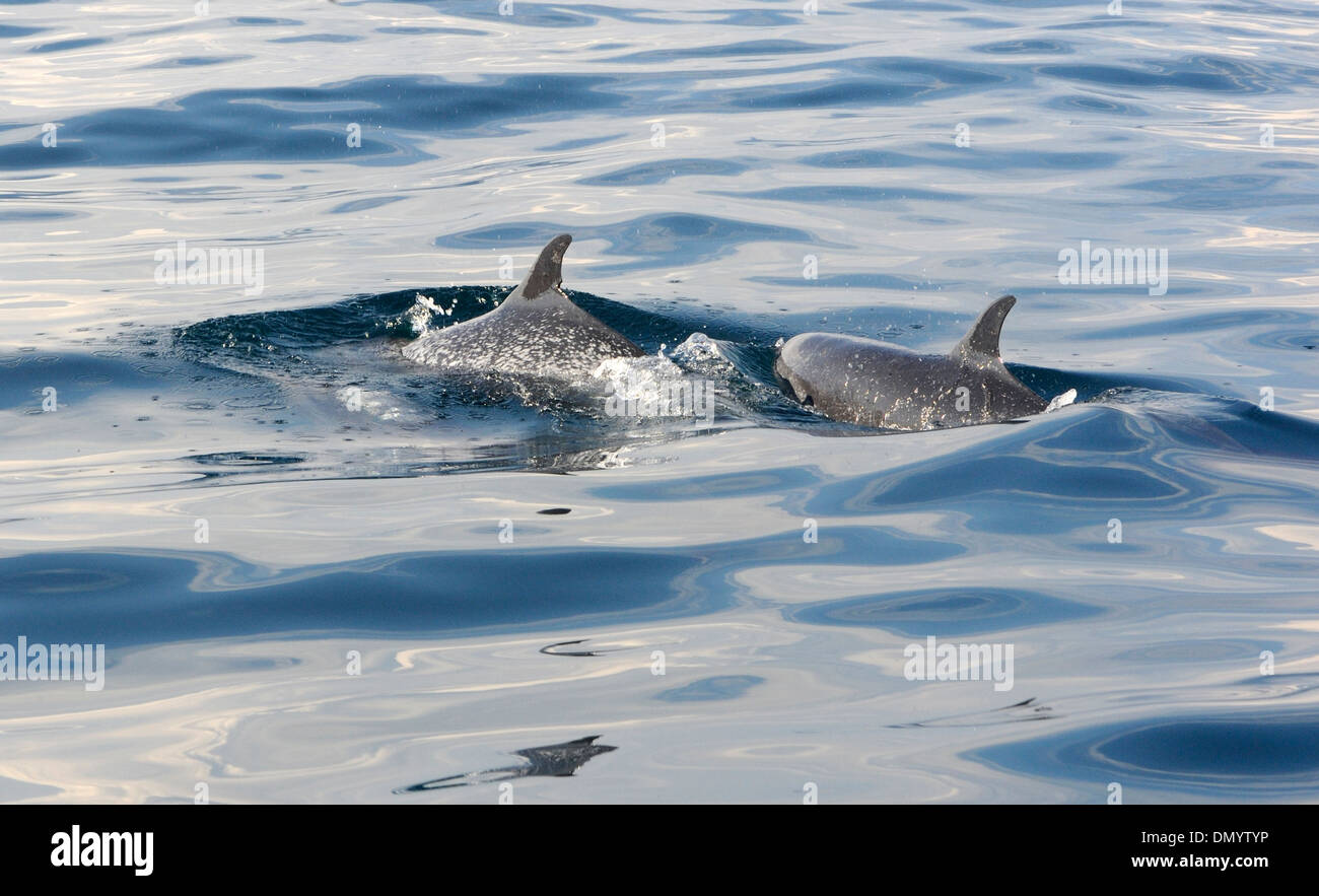 Pantropical spotted dolphins (Stenella attenuata) off the coast of the ...