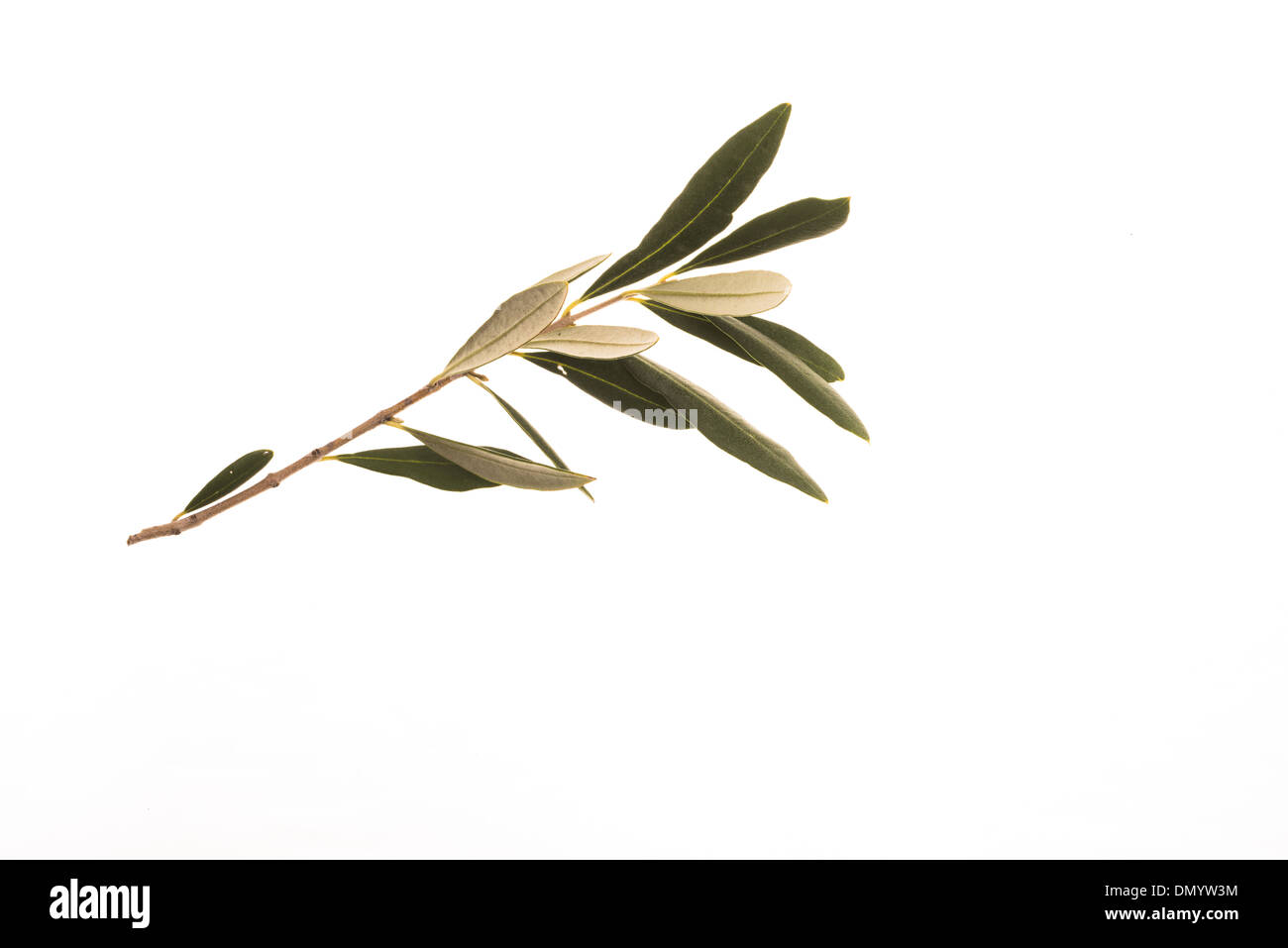 Olives and leaves hi-res stock photography and images - Alamy