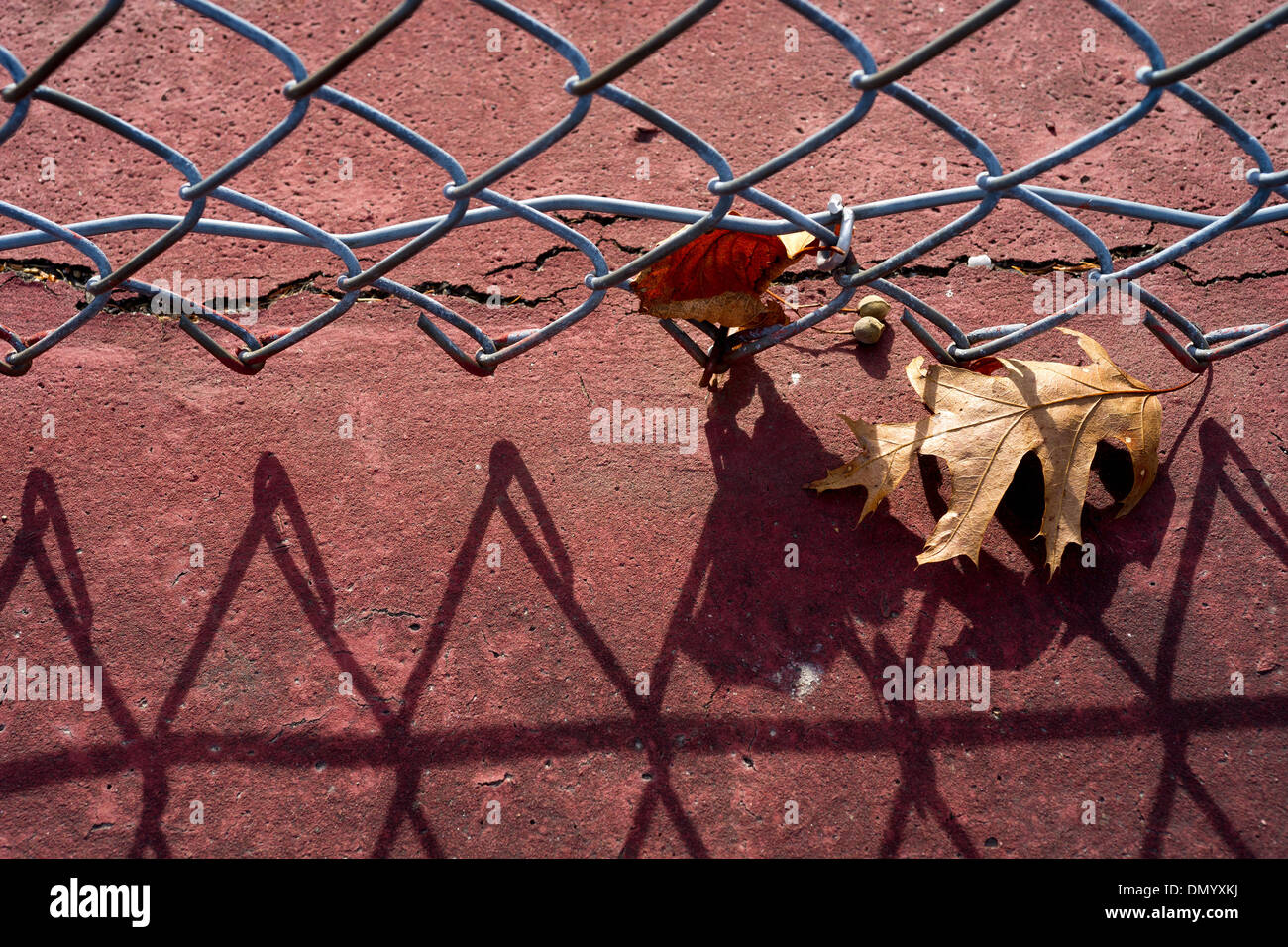 A dried fall leaf on red concrete next to a mesh fence with shadows ...