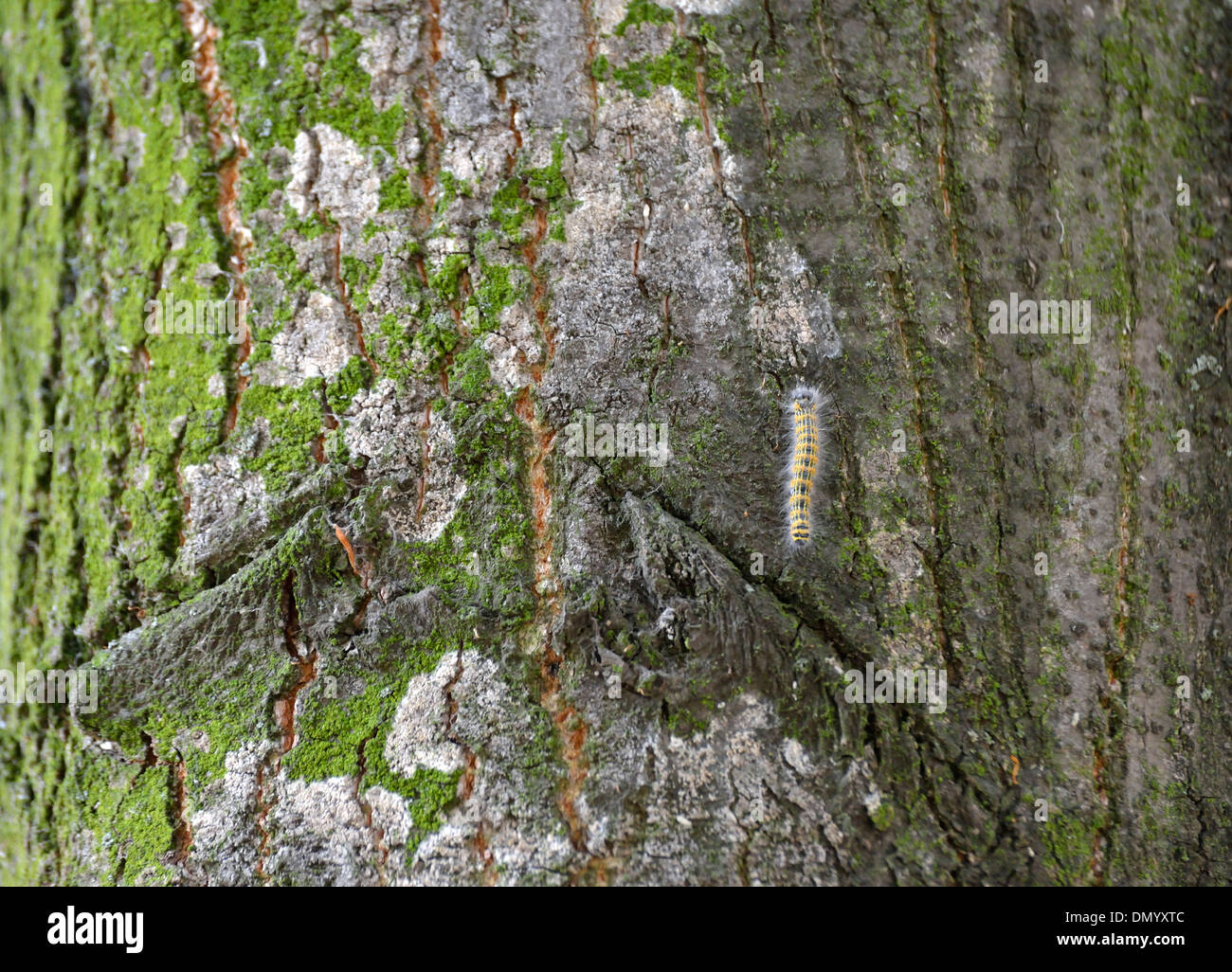 Caterpillar on a tree hi-res stock photography and images - Alamy