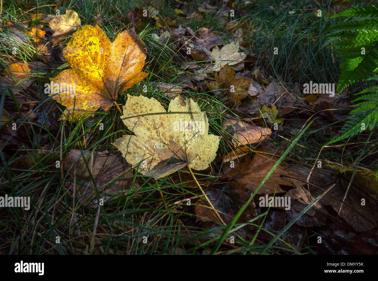 Seasons scotland fall autumn hi-res stock photography and images - Alamy