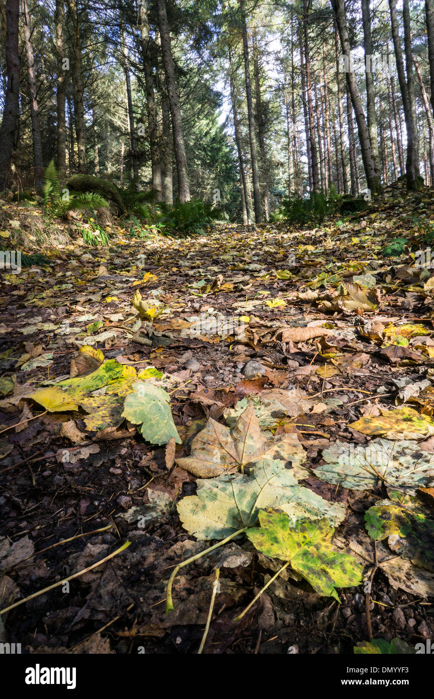 Autumn leaves on forest path in the Highlands of Scotland Stock Photo ...