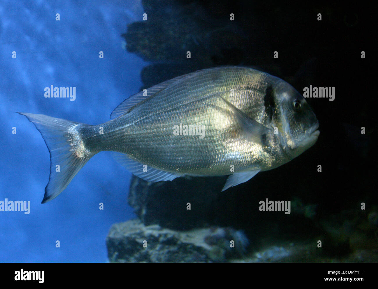 Gilt-head Bream, Sparus aurata, Sparidae, Perciformes, Chordata. Europe ...