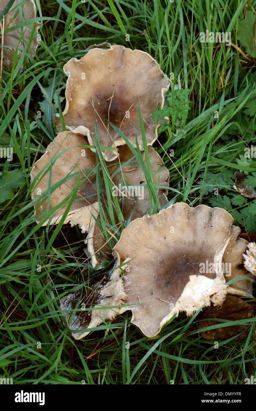 Giant Funnel, Leucopaxillus giganteus, Tricholomataceae. Syn. Agaricus ...