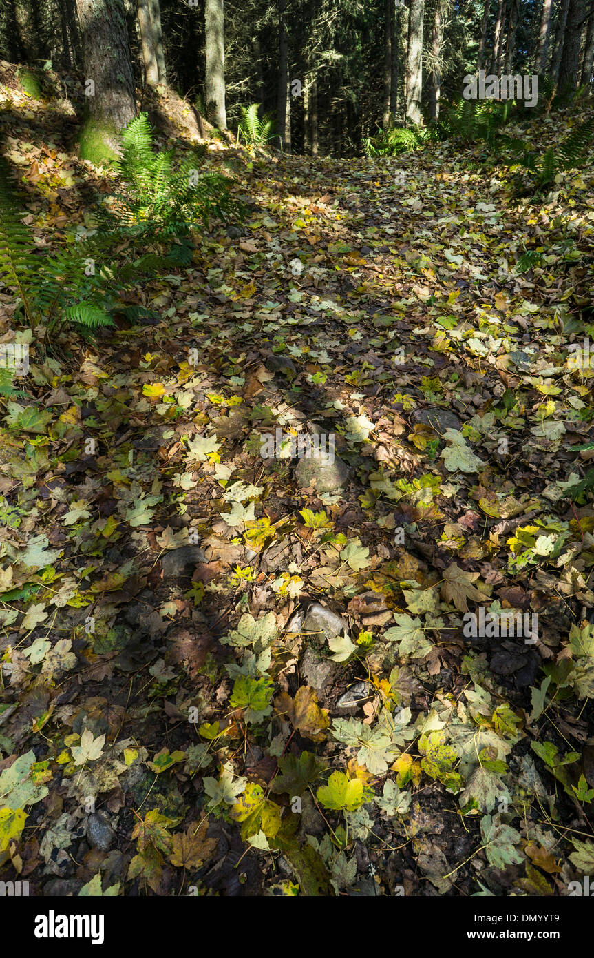 Autumn leaves on forest path in the Highlands of Scotland Stock Photo ...