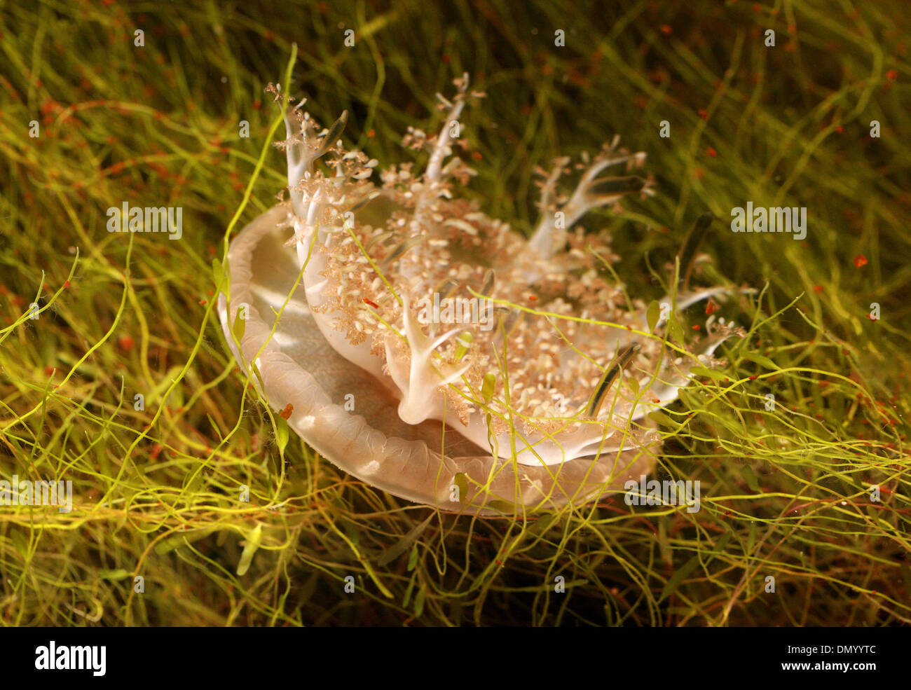 Upside Down Jellyfish, Cassiopea ornata, Rhizostomeae, Cassiopeidae ...