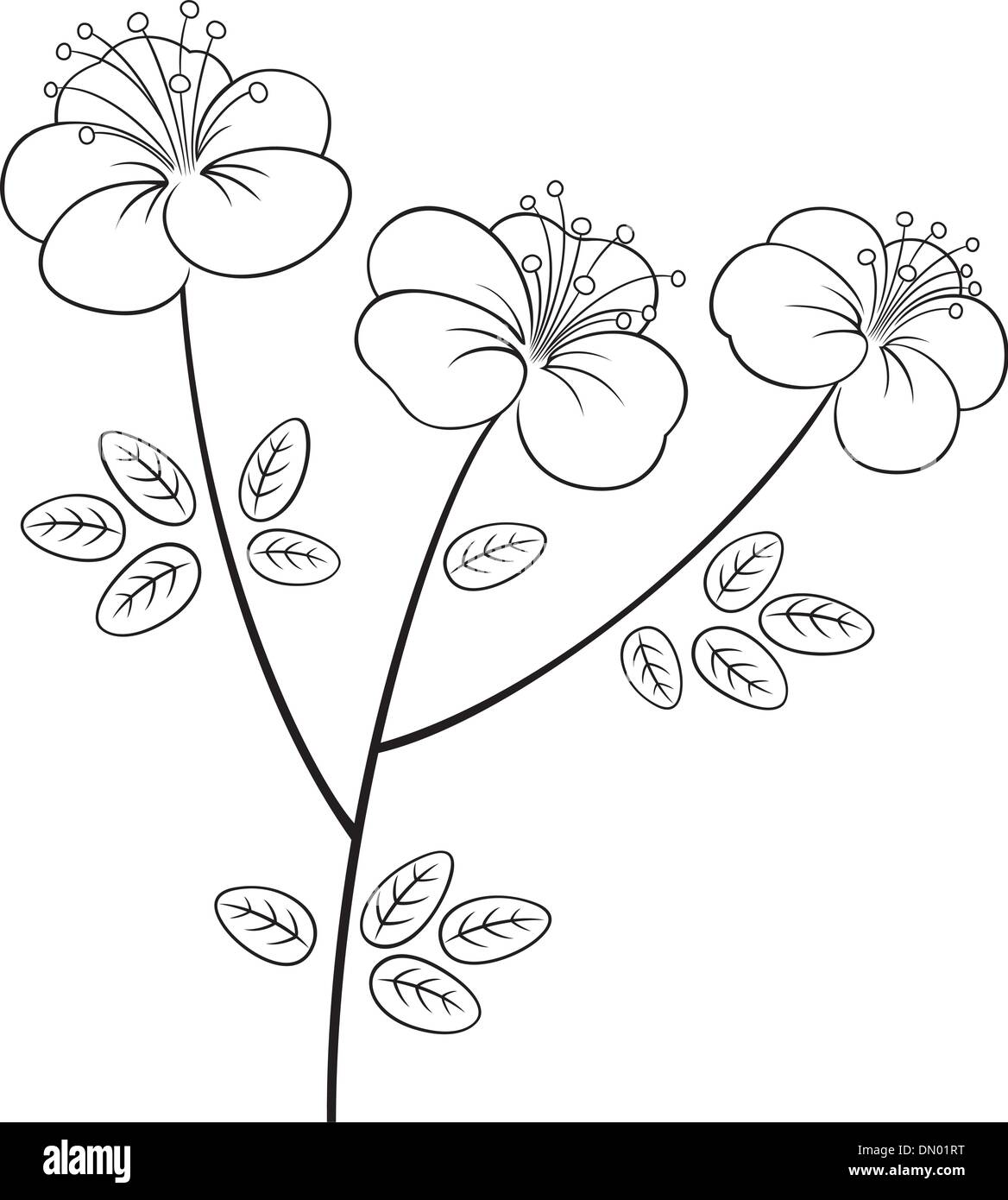 Botanical flower line art hi-res stock photography and images - Alamy