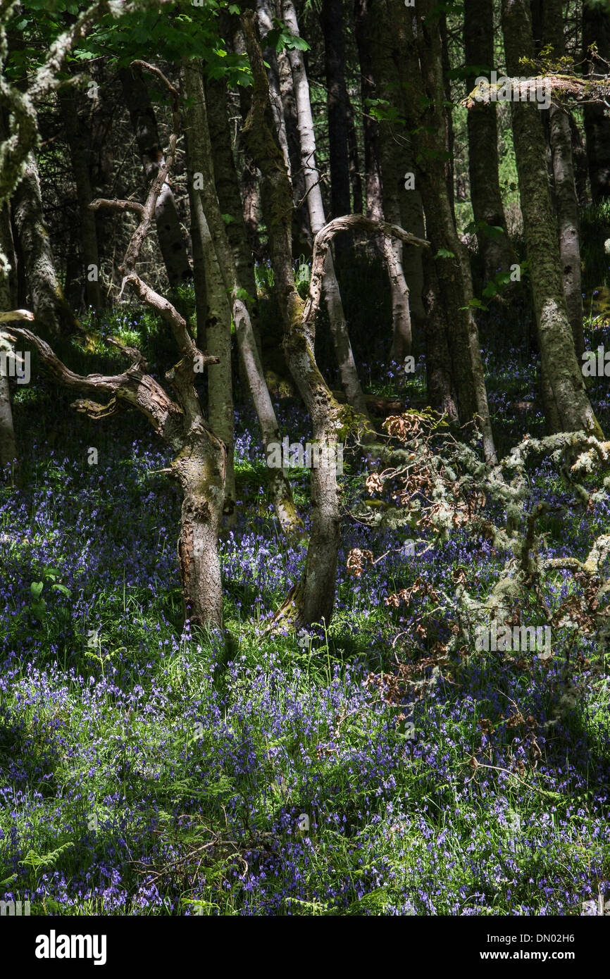 Craig dunain hi-res stock photography and images - Alamy