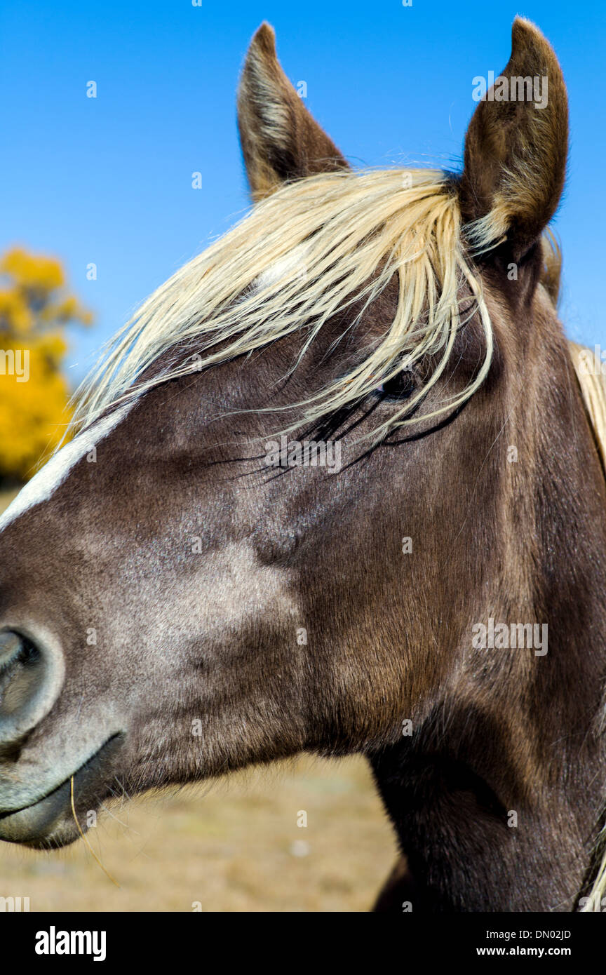 Horse face close up hi-res stock photography and images - Alamy