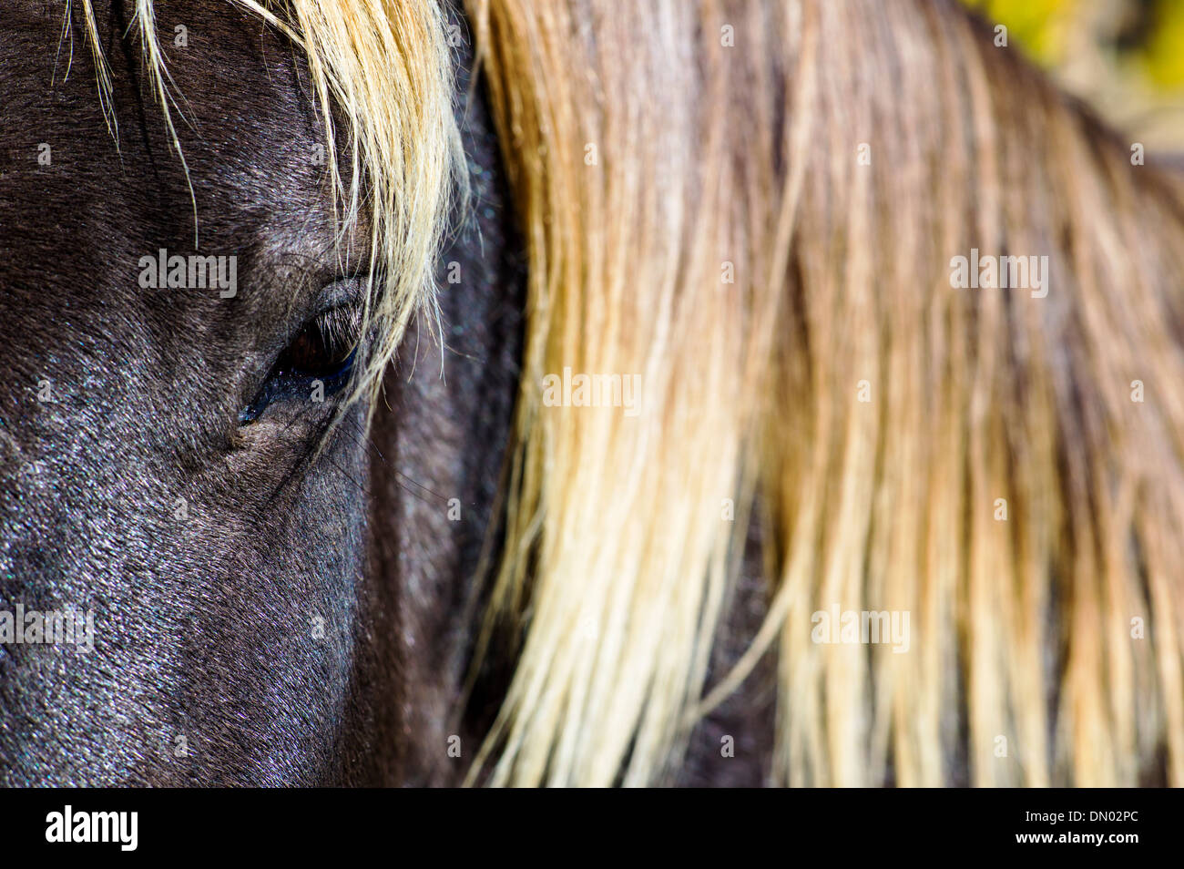 Horse face close up hi-res stock photography and images - Alamy