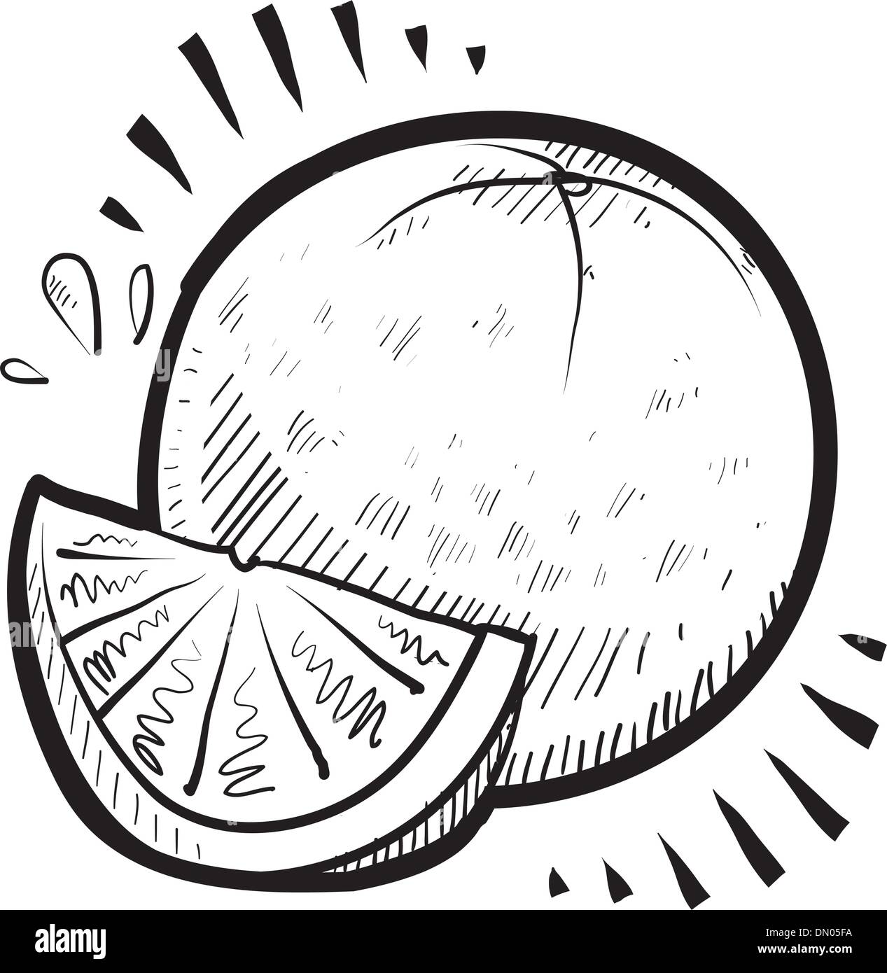 Orange Fruit Line Drawing