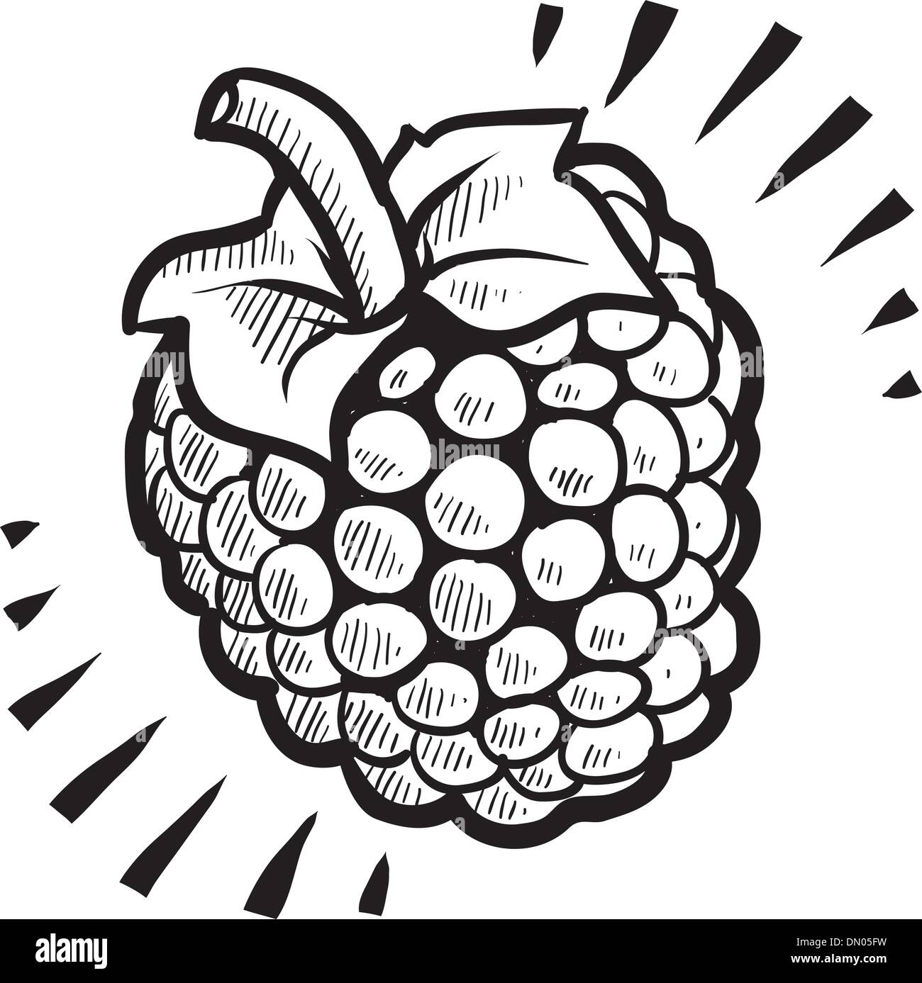Raspberry sketch hi-res stock photography and images - Alamy