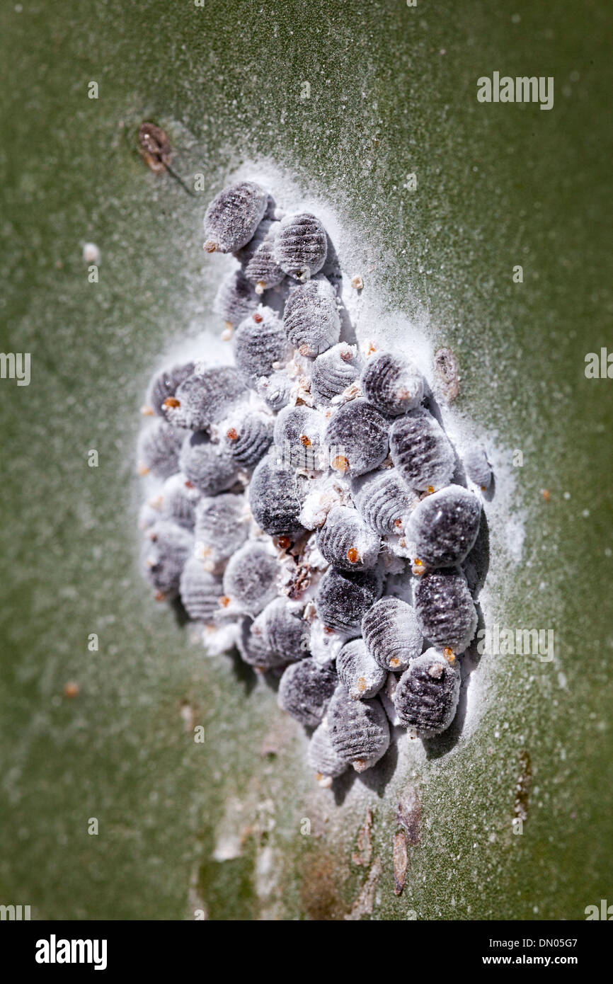 Cochineal beetle, a scale insect on Opuntia prickly pear cactus, farmed ...