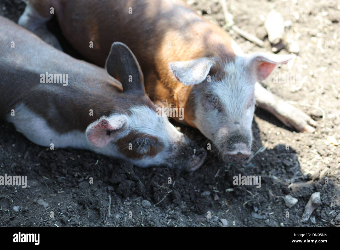 Pigs resting in the shade at the Queens Farm Stock Photo - Alamy