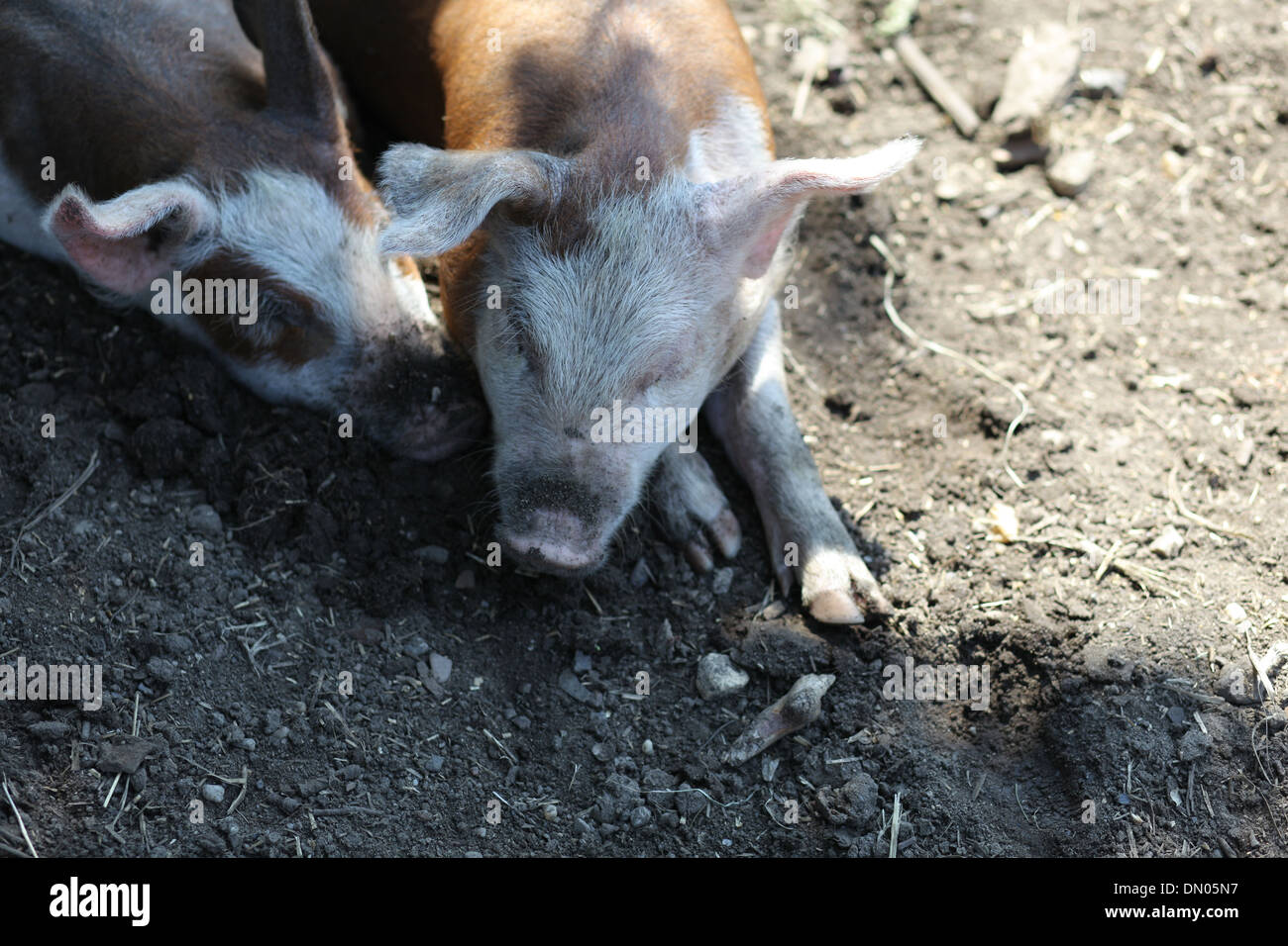 Pigs resting in the shade at the Queens Farm Stock Photo - Alamy