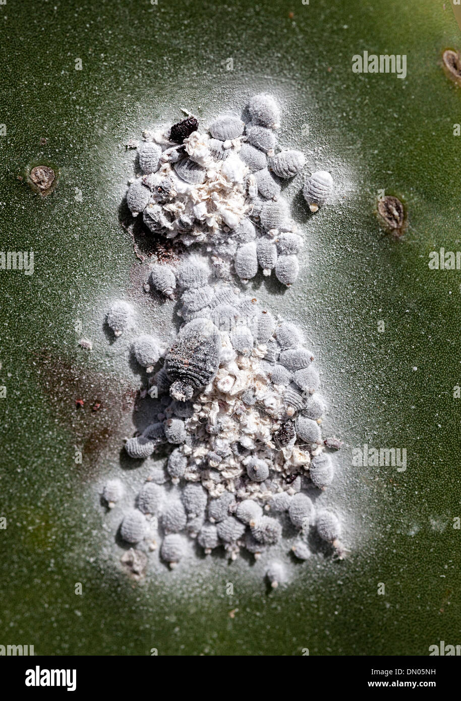 Cochineal cactus farming lanzarote hi-res stock photography and images ...