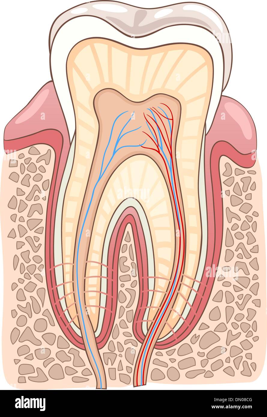 Tooth Section Medical Illustration Stock Vector Image & Art - Alamy