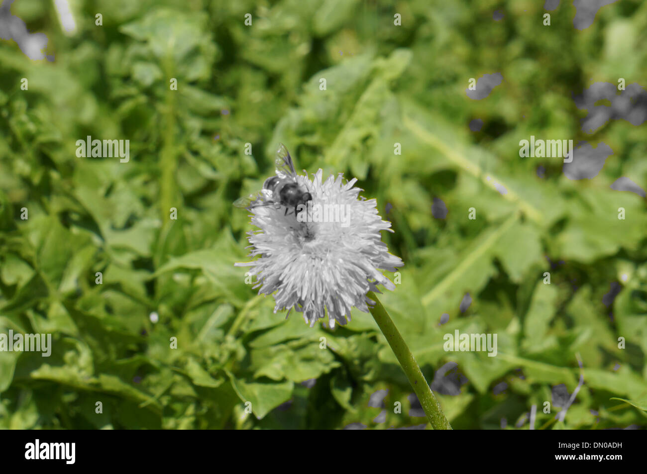 black & white bee Stock Photo - Alamy