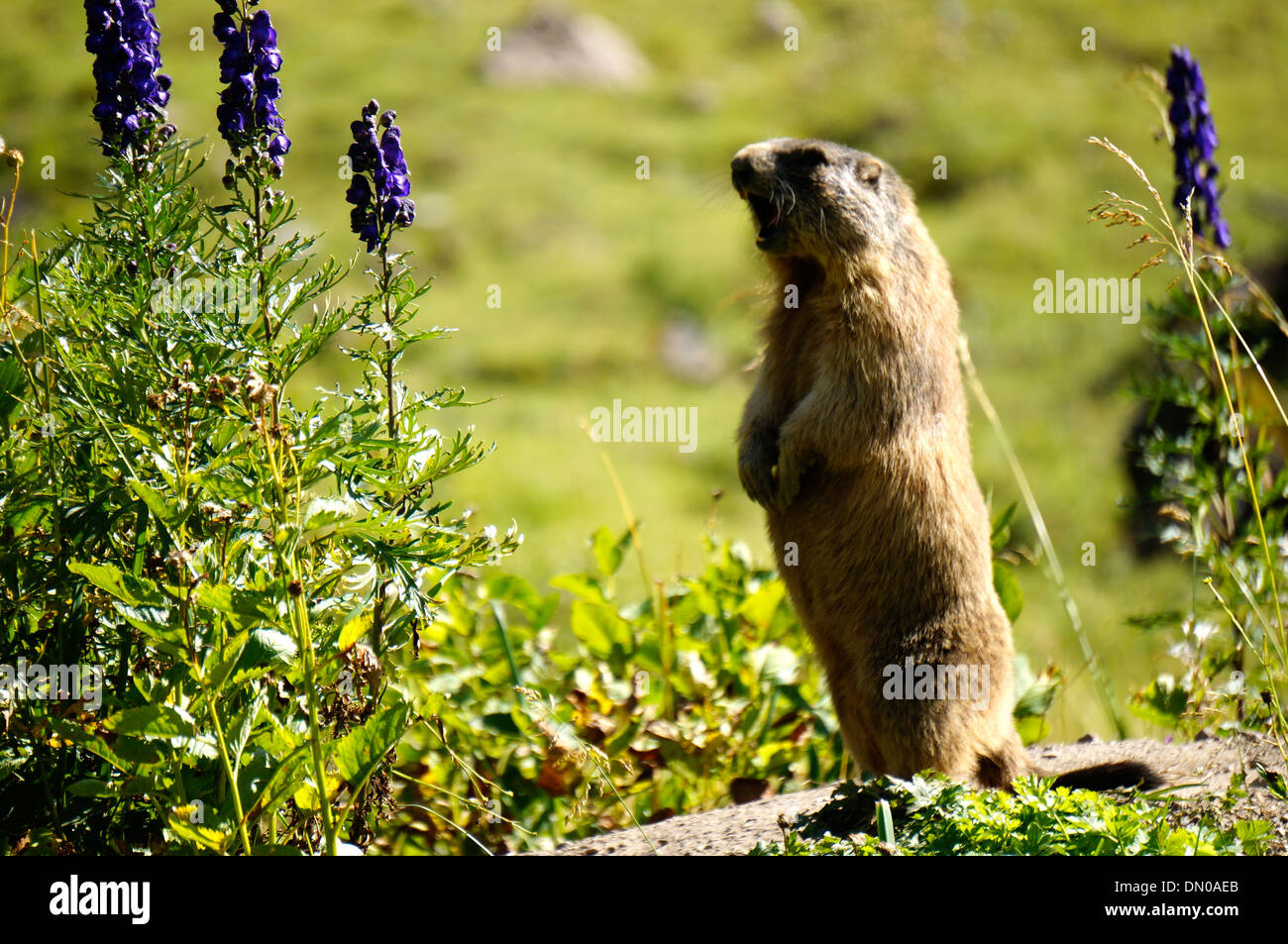 Murmeltier hi-res stock photography and images - Alamy