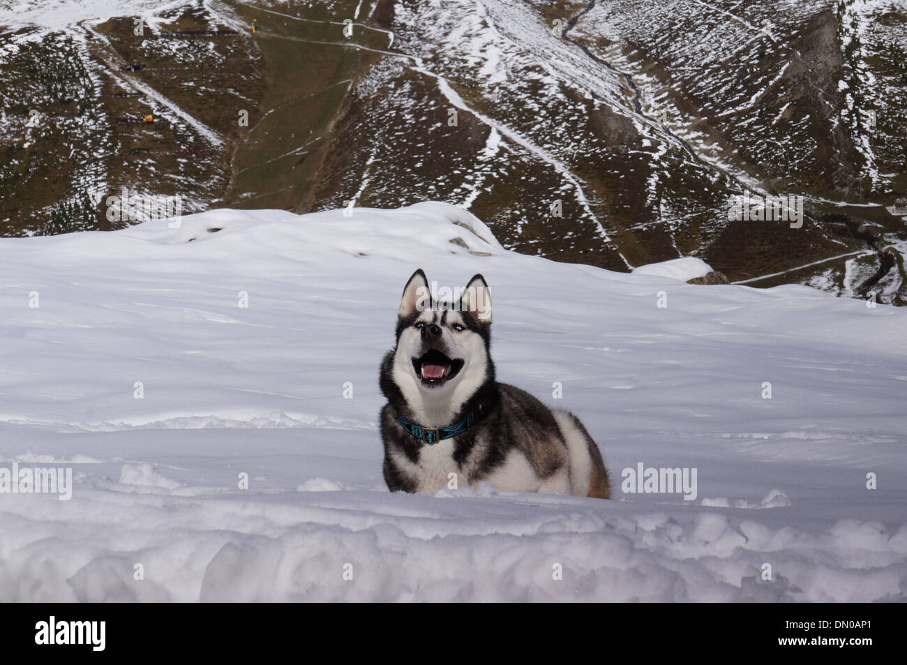 Husky in snow Stock Photo - Alamy