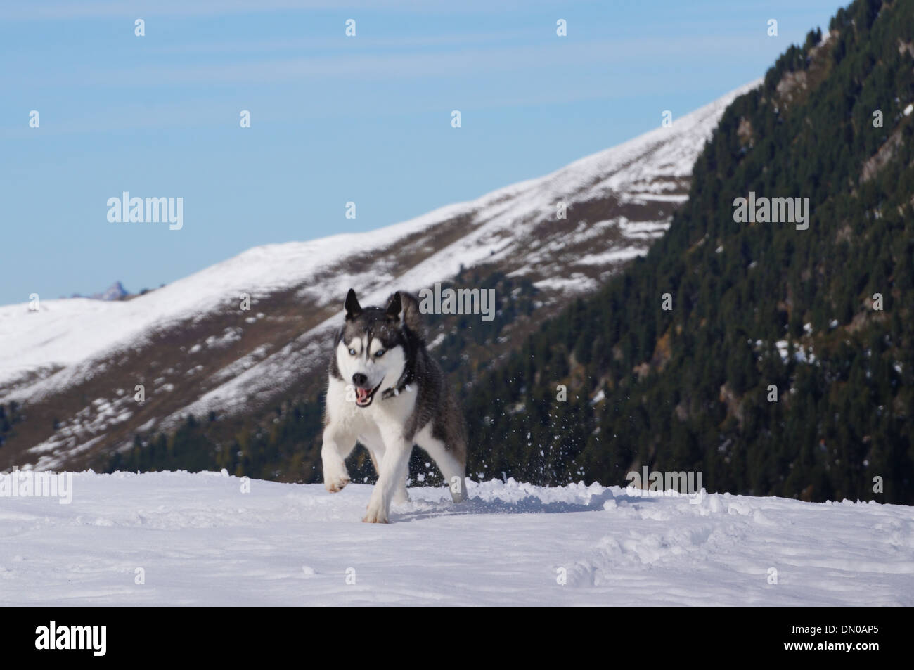 Dog husky running hi-res stock photography and images - Alamy